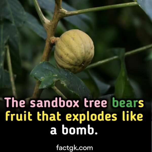 Top 5 Amazing Facts - Fact Gk